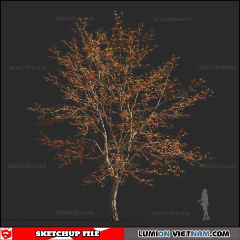 3d Trees Sketchup Models - Free Download