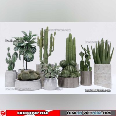 230227. Cactus Sketchup Models